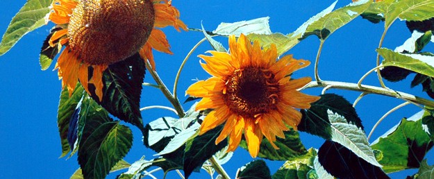 Kurt Ard - New Masters Gallery